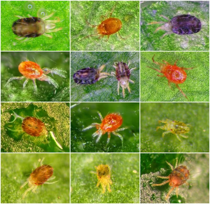 Not Just For The Birds. Bird Mites | How To Pest