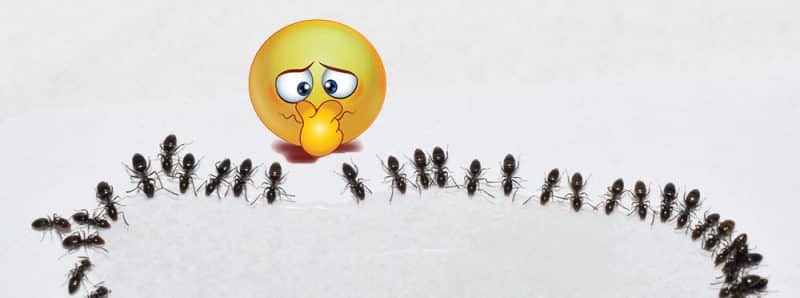 Odorous House Ants or Stinky Ants as I like to call them. | How To Pest