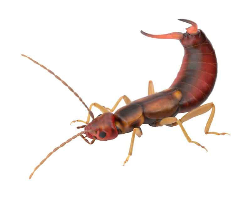 Earwig Control: What You Need to Know! | How To Pest