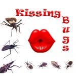 Get Rid of Kissing Bugs| K-I-S-S-I-N-G. Kissing Bugs | How To Pest | Blog