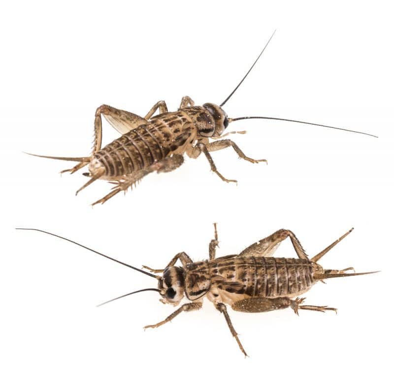 Crickets For Sale..House Crickets | How To Pest