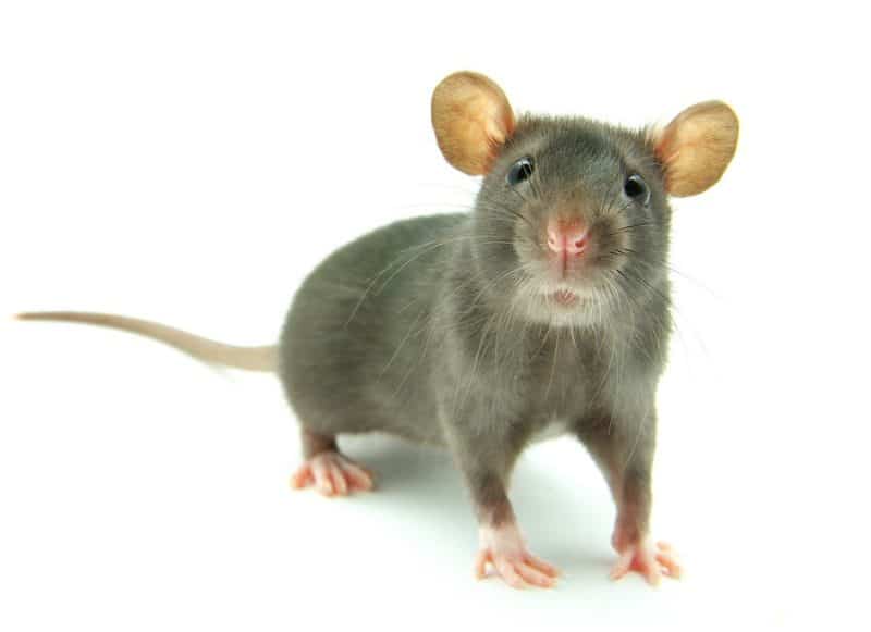 Fall Pest Guide: Top 7 Pests To Look Out For This Fall. | How To Pest