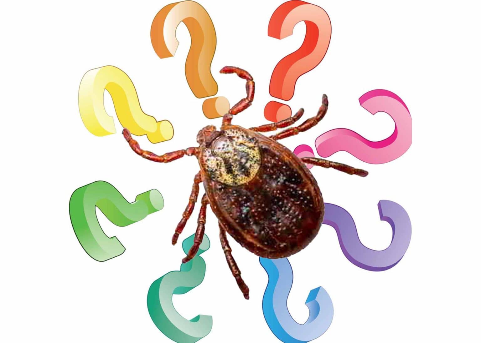 What Makes a Tick...Tick? - How To Pest