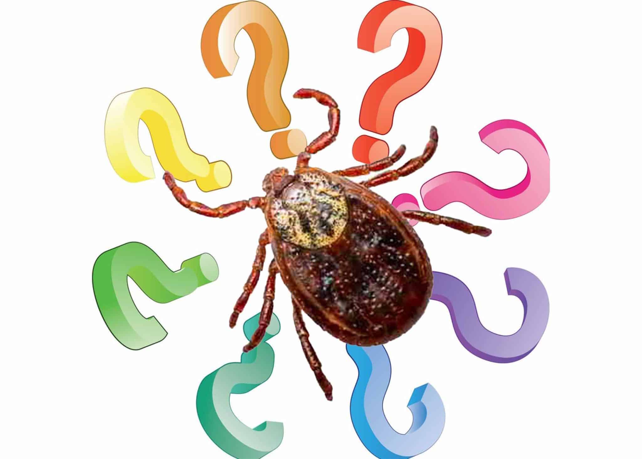 What Makes a Tick...Tick? - How To Pest