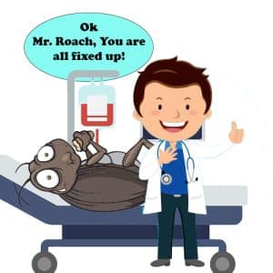 What Is An IGR and Why Do You Need It? | How To Pest