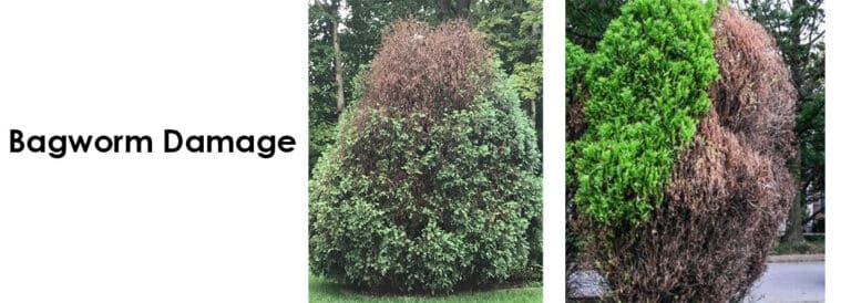 What are Bagworms and How Do I Get Rid of Them? | How To Pest
