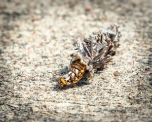 What are Bagworms and How Do I Get Rid of Them? | How To Pest