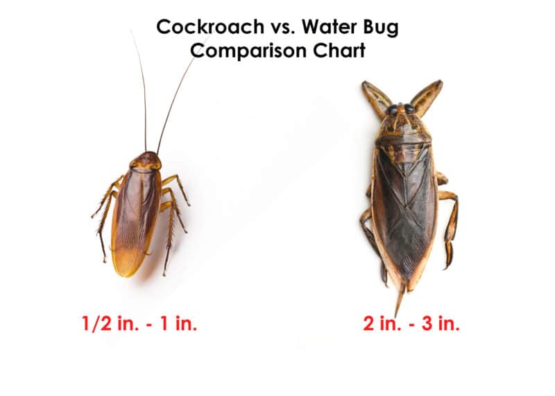 Is It a Water Bug or a Cockroach? | How To Pest