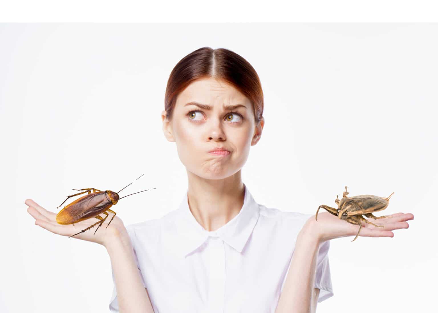 Is It a Water Bug or a Cockroach? | How To Pest
