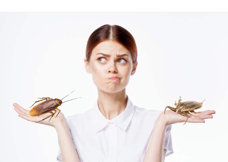 Is It a Water Bug or a Cockroach? | How To Pest