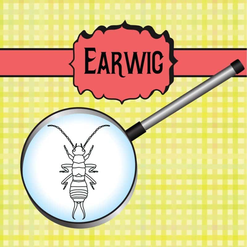 Earwig Control: What You Need to Know! | How To Pest