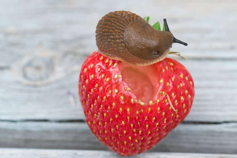 Say Goodbye to Common Spring Pests! - How To Pest