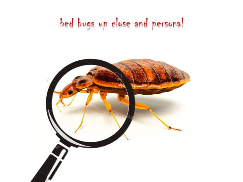 What Do Bed Bugs Look Like? | How To Pest