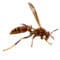 Preventing Wasp Infestations in Your Yard: Tips and Tricks | How To Pest