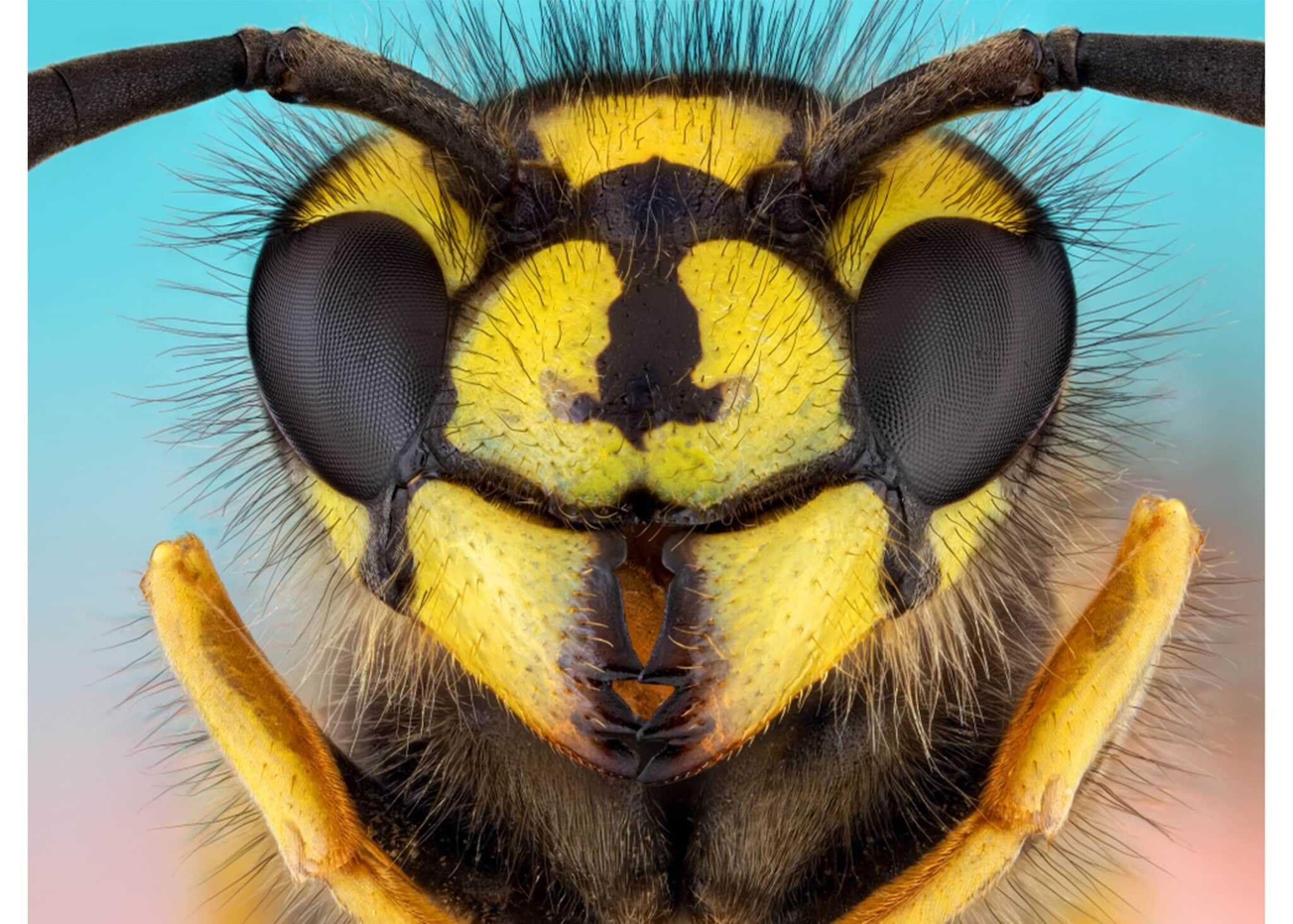 Preventing Wasp Infestations in Your Yard: Tips and Tricks | How To Pest