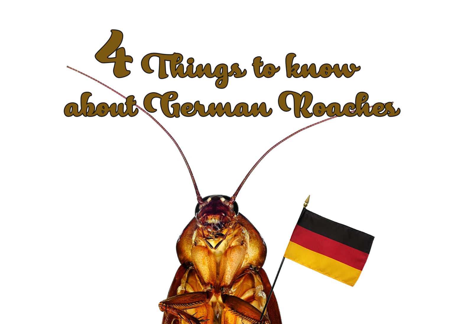 4 Things to Know About German Cockroaches. | How To Pest