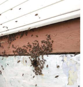 Top 5 Pests That Do the Most Damage to Your Home. | How To Pest