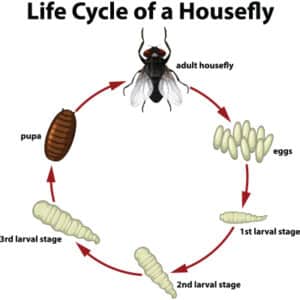 Maggots! | How To Pest