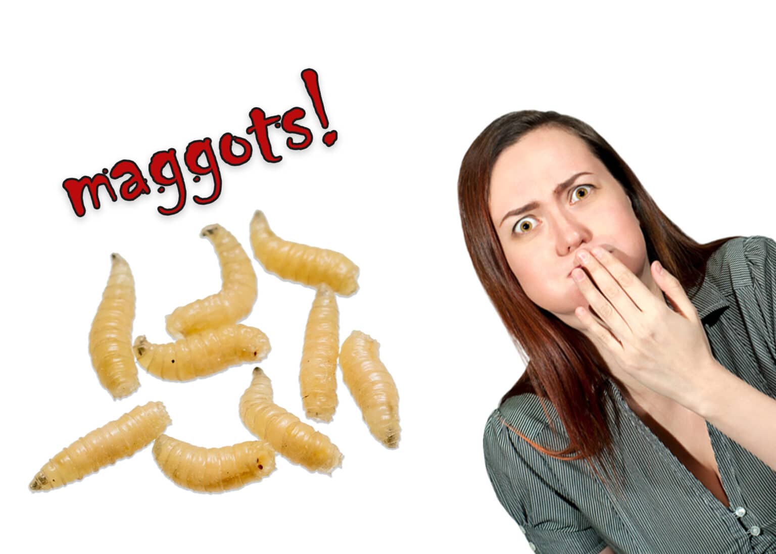 Maggots! | How To Pest
